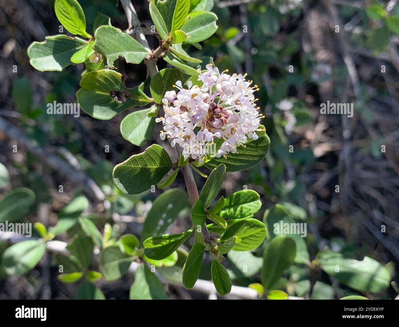 Buckbrush (Ceanothus cuneatus Stock Photo - Alamy