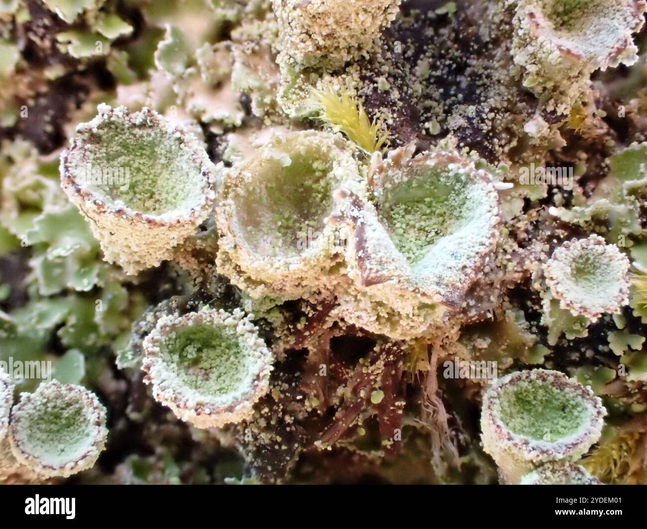 Humble Pixie-cup Lichen (Cladonia humilis Stock Photo - Alamy