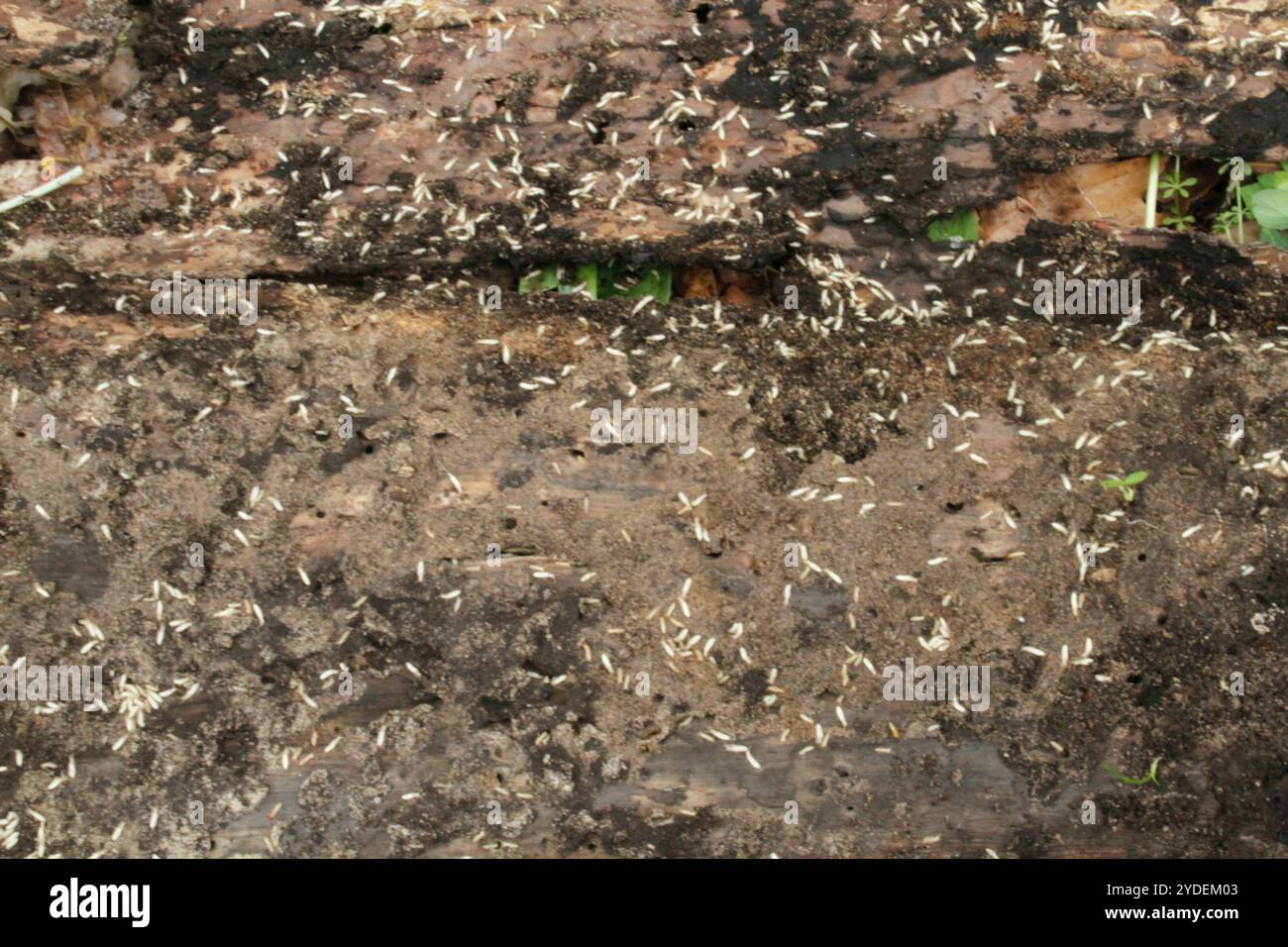 Eastern Subterranean Termite (Reticulitermes flavipes Stock Photo - Alamy