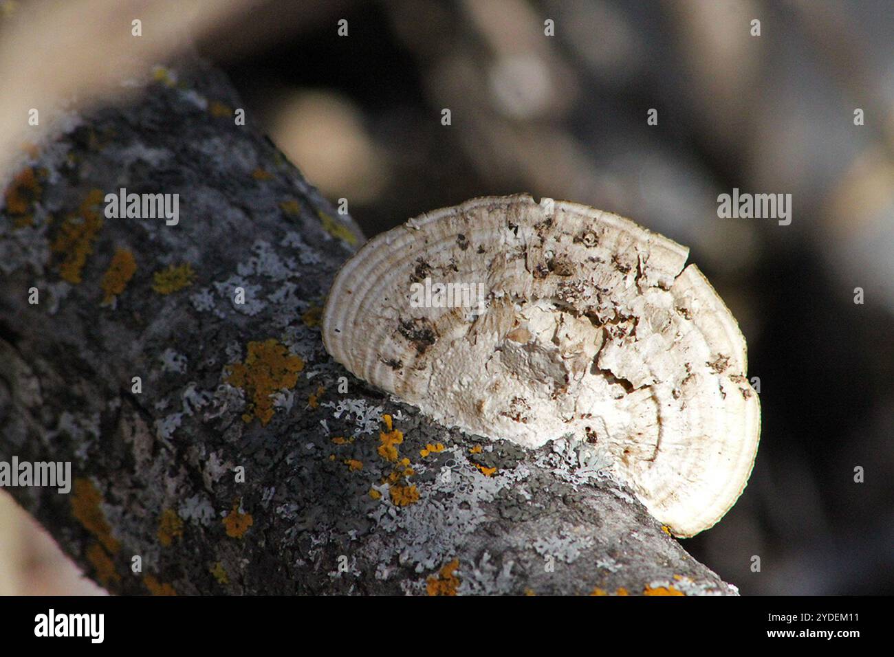 Megaloma hi-res stock photography and images - Alamy