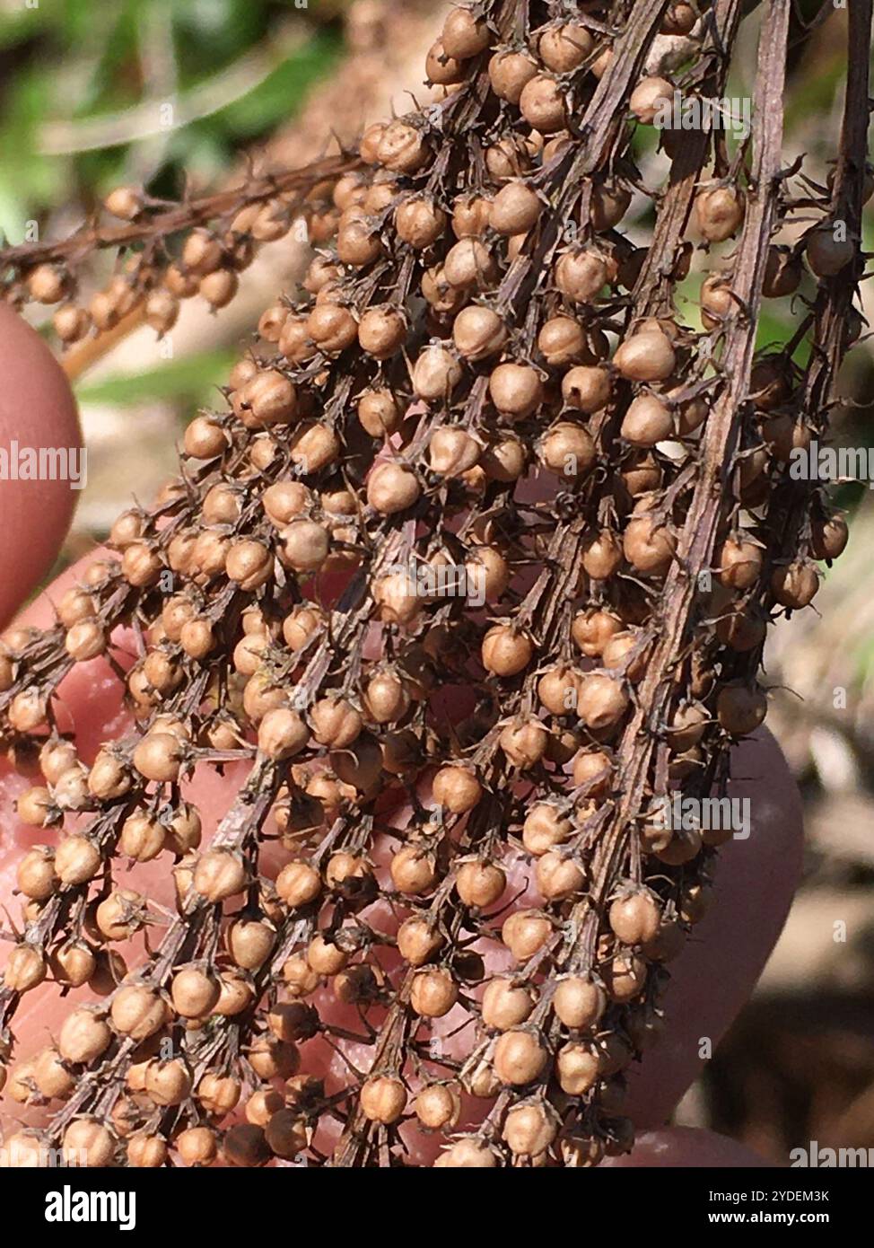 Swamp titi (Cyrilla racemiflora Stock Photo - Alamy