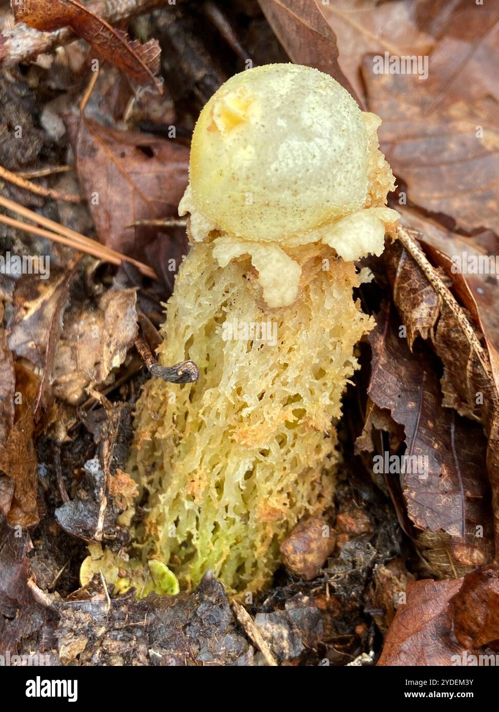 Calostoma hi-res stock photography and images - Alamy