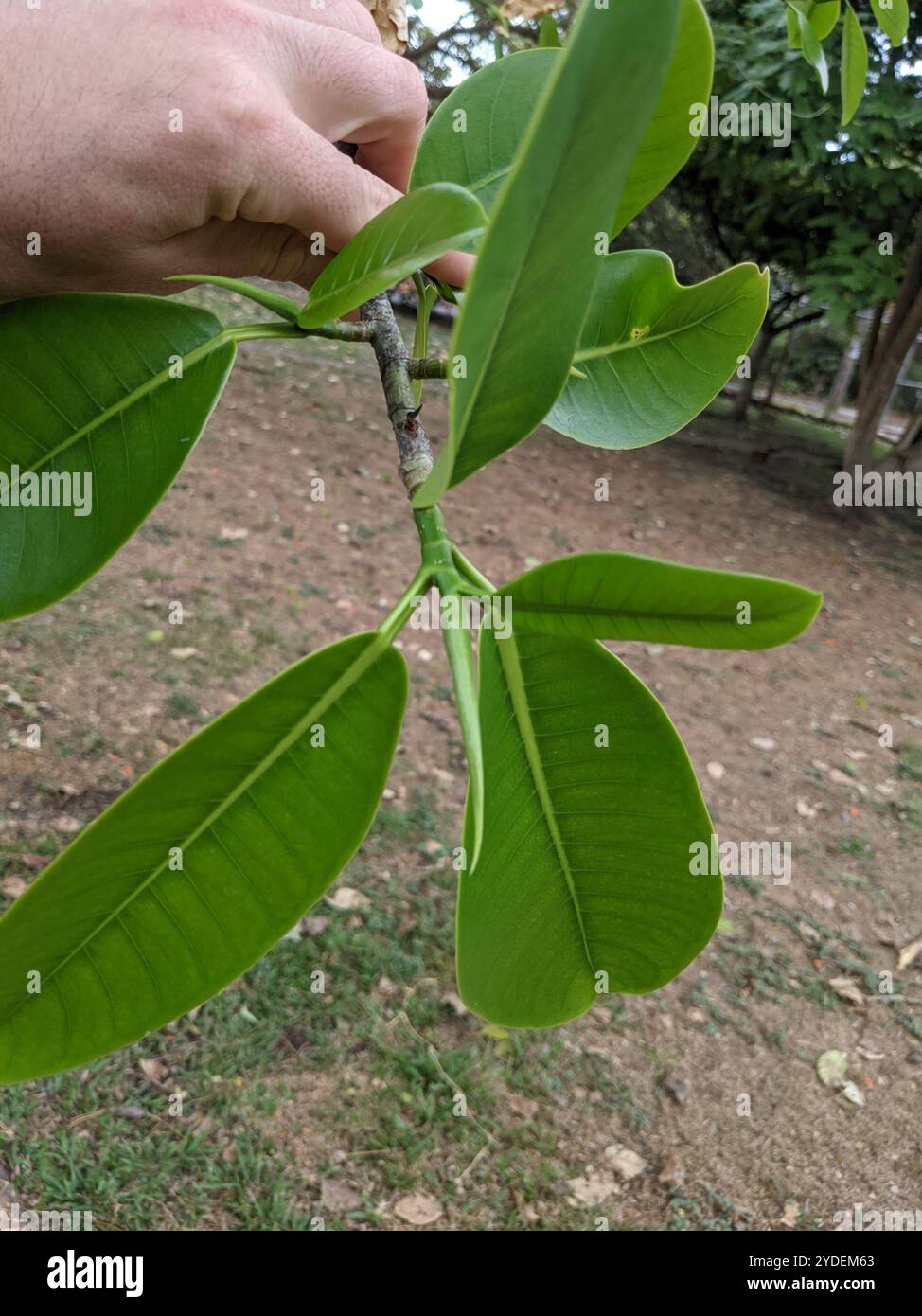 Florida Strangler Fig (Ficus aurea Stock Photo - Alamy