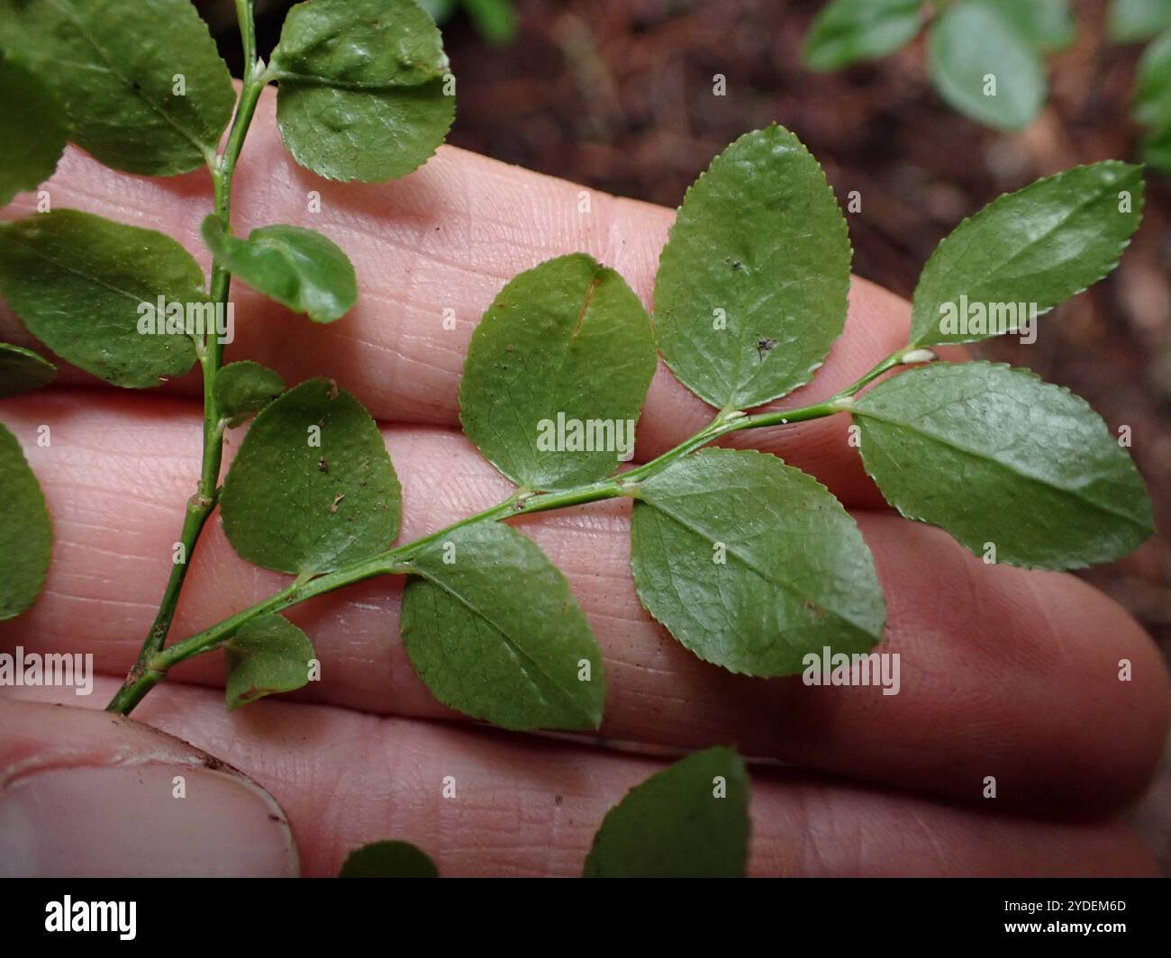 Red Huckleberry (Vaccinium parvifolium Stock Photo - Alamy