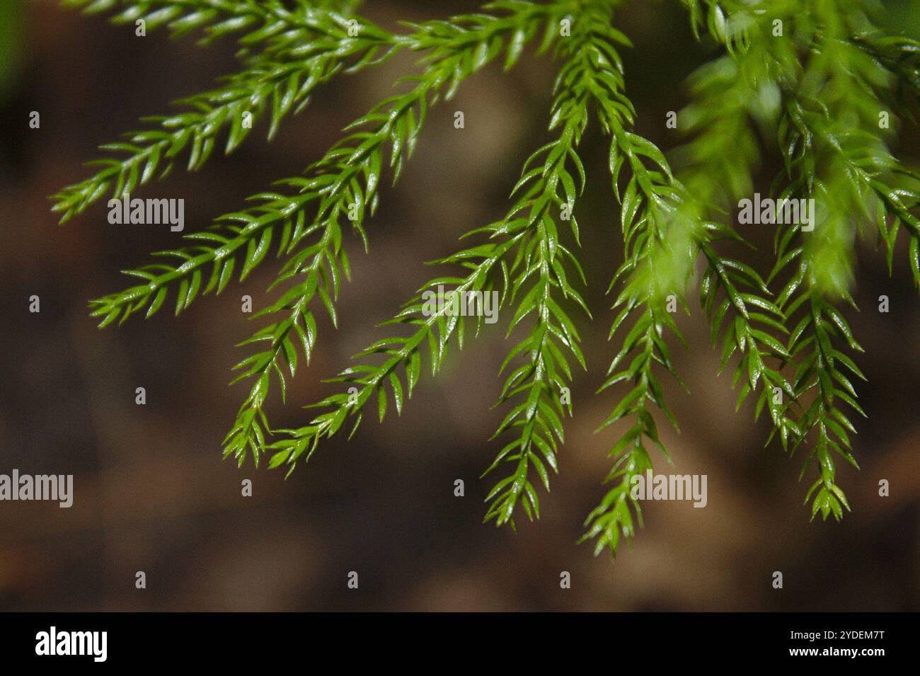 Hickey's tree-clubmoss (Dendrolycopodium hickeyi Stock Photo - Alamy