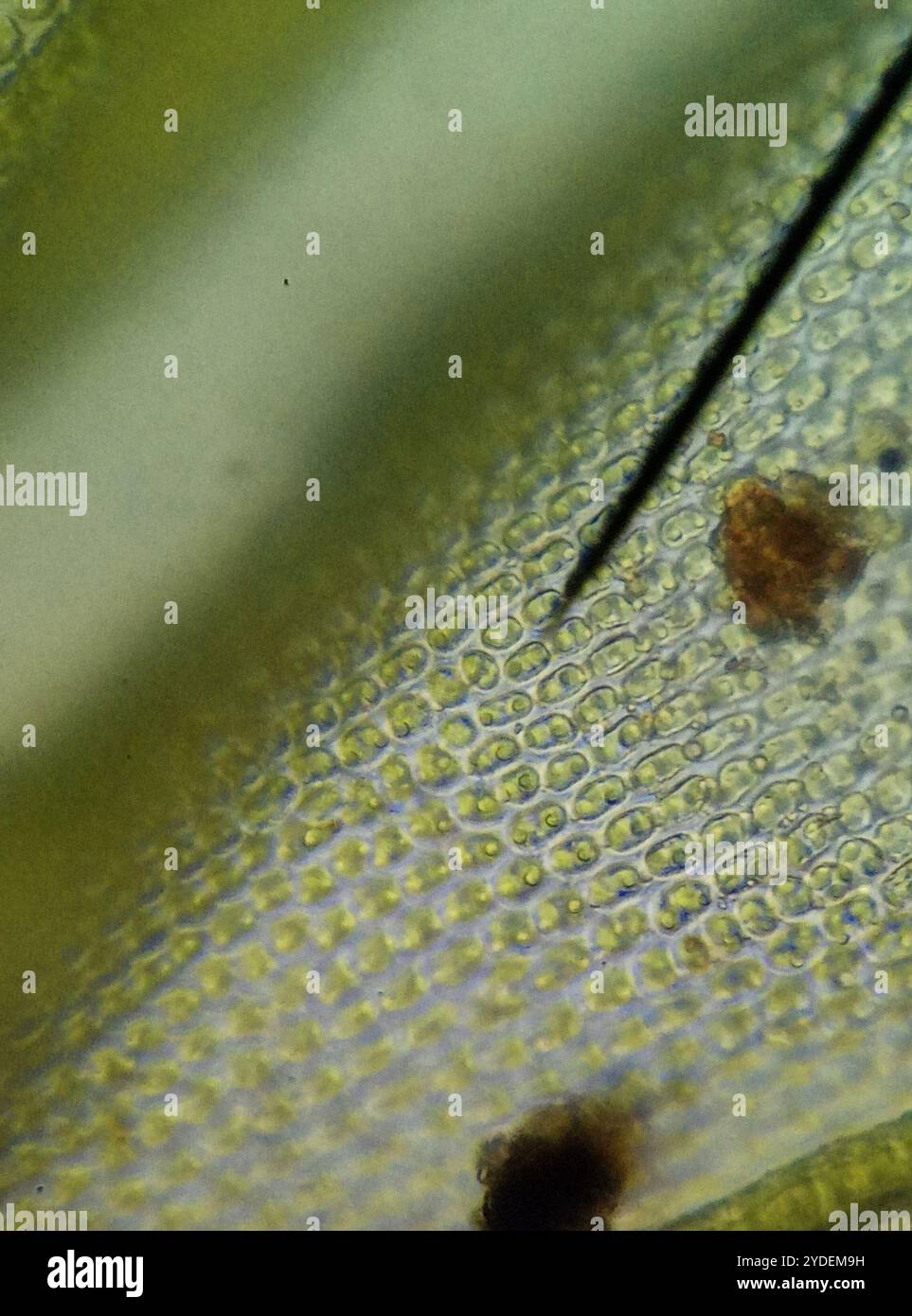 Wood Bristle-moss (Lewinskya affinis Stock Photo - Alamy