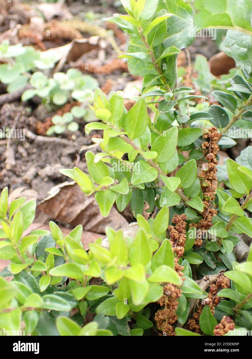Box-leaved Honeysuckle (Lonicera ligustrina pileata Stock Photo - Alamy