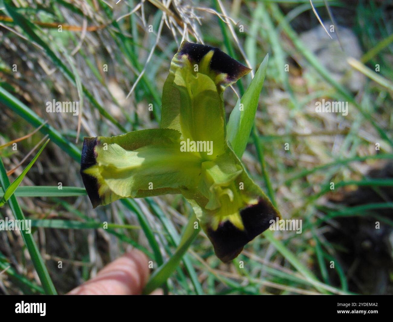 Snake's-head Iris (Iris tuberosa Stock Photo - Alamy