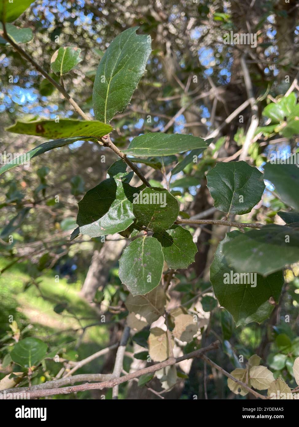 coast live oak (Quercus agrifolia Stock Photo - Alamy