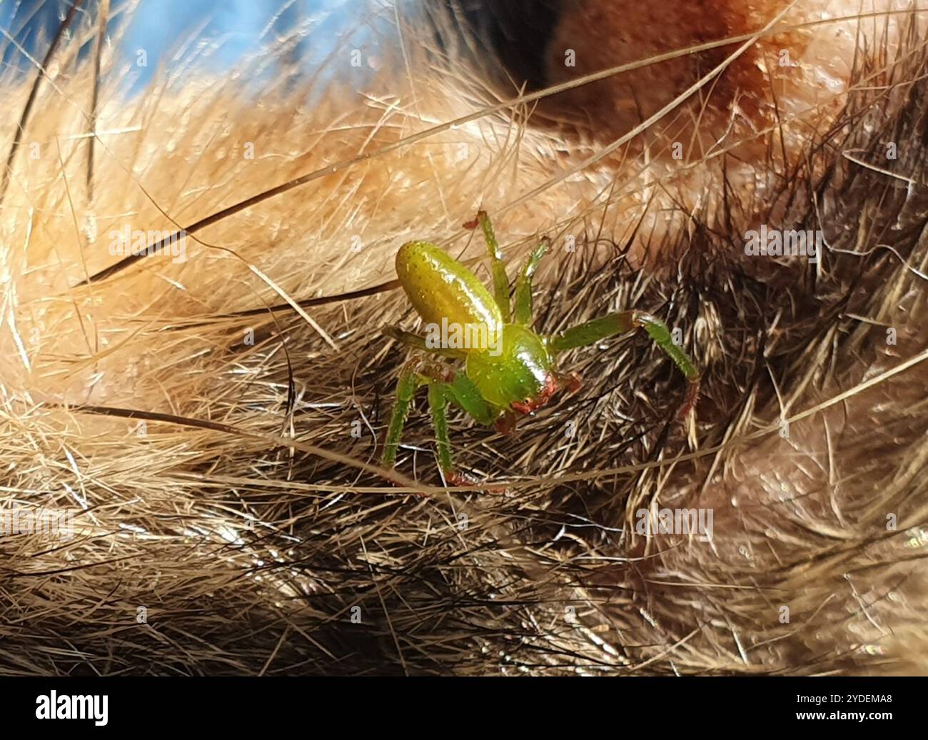 Flower Spiders (Diaea Stock Photo - Alamy