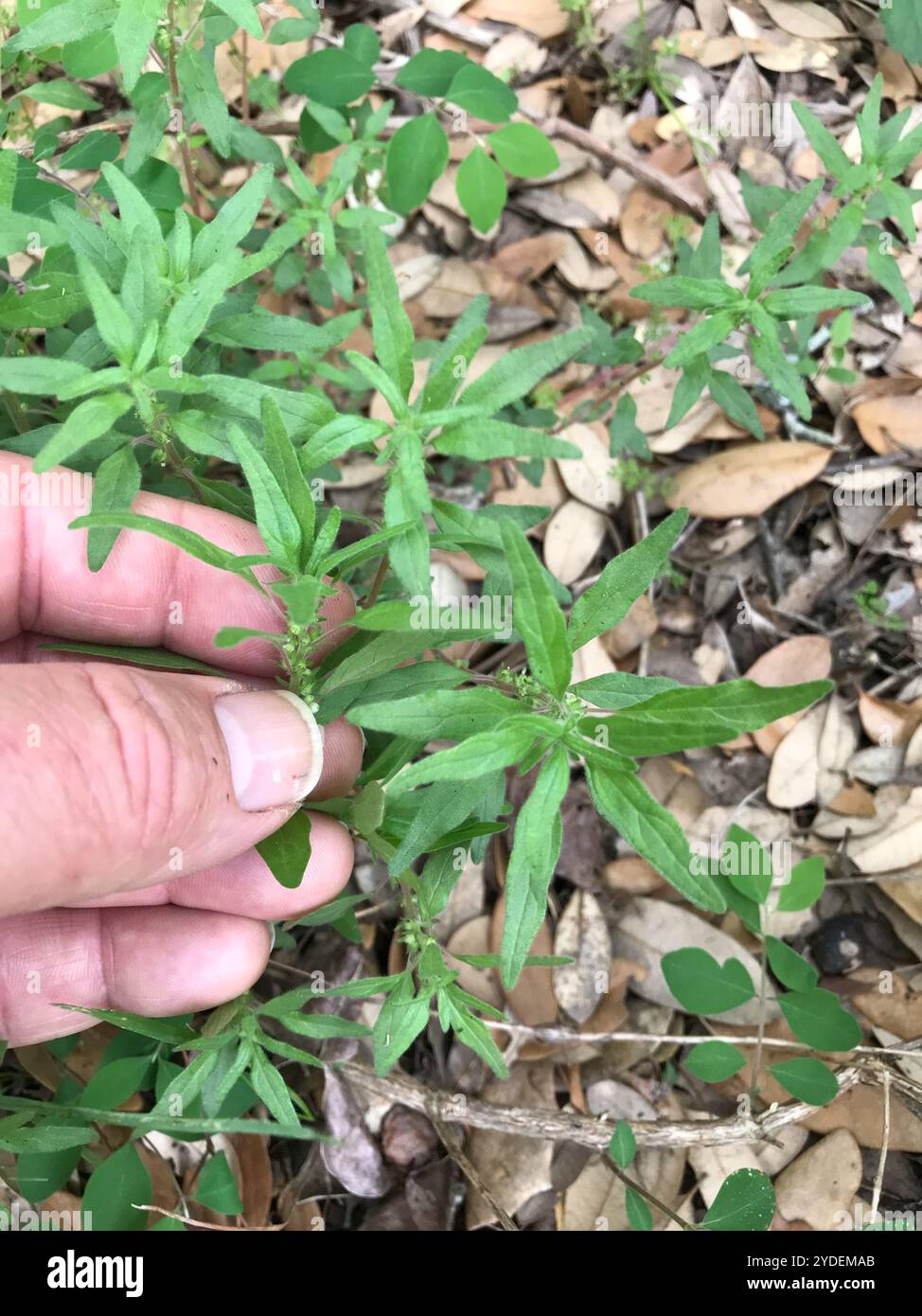 Pennsylvania pellitory (Parietaria pensylvanica Stock Photo - Alamy