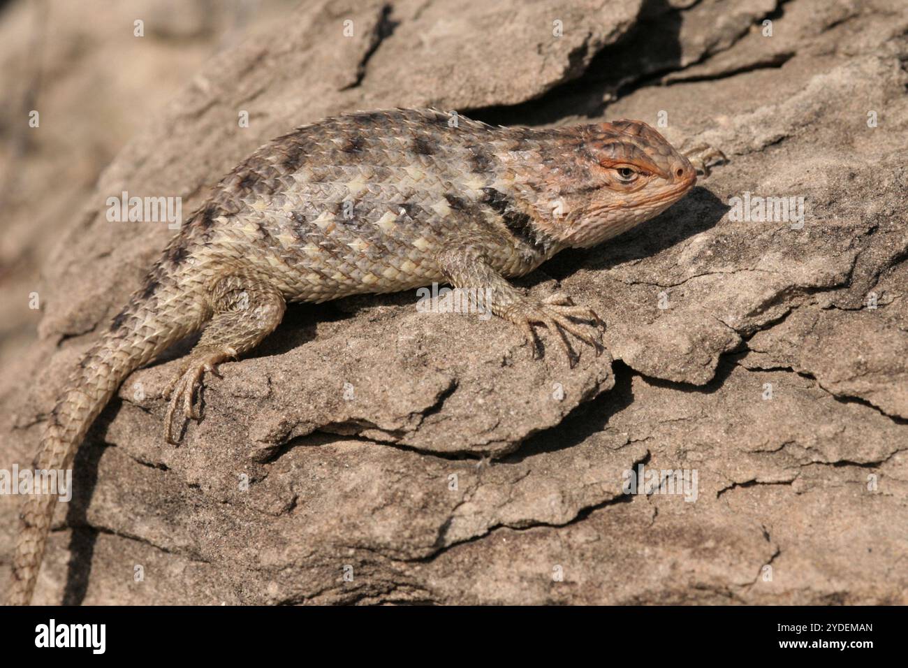 Twin-spotted Spiny Lizard (Sceloporus bimaculosus Stock Photo - Alamy