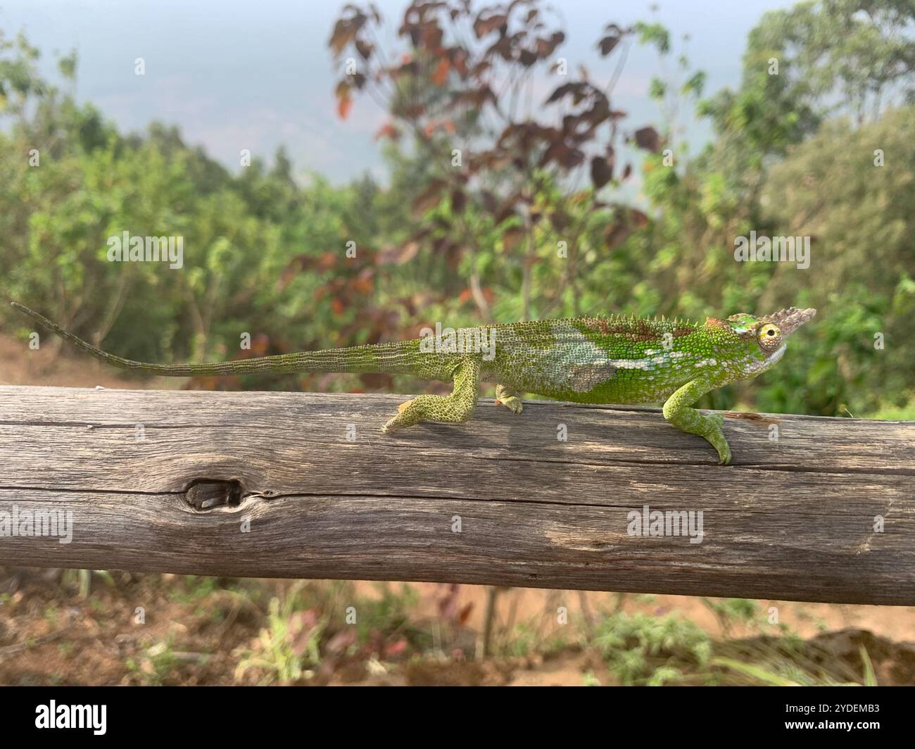 West Usambara two-horned chamaeleon (Kinyongia multituberculata Stock ...