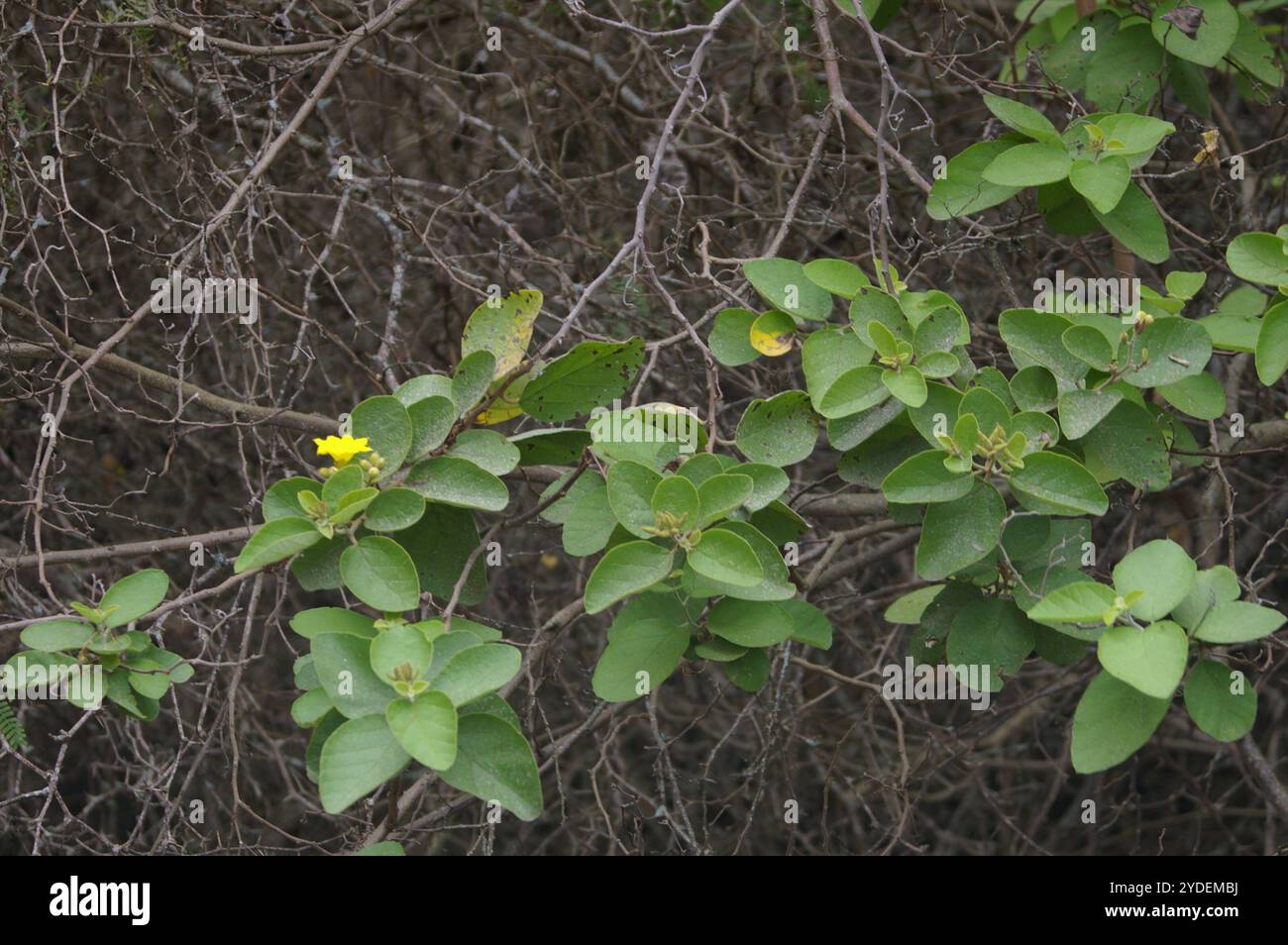 yellow geiger (Cordia lutea Stock Photo - Alamy