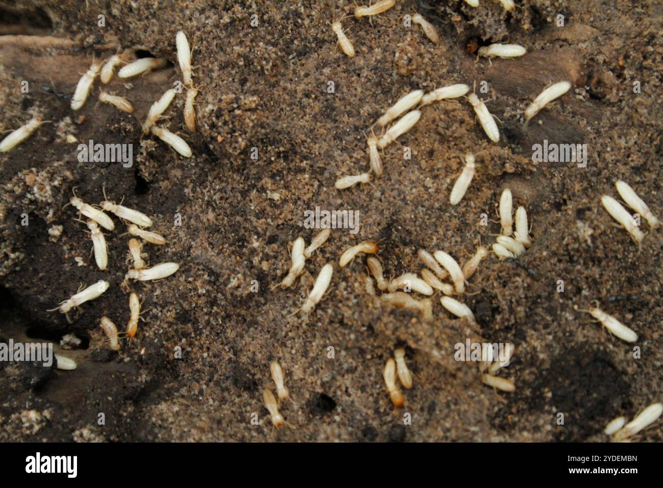 Eastern Subterranean Termite (Reticulitermes flavipes Stock Photo - Alamy