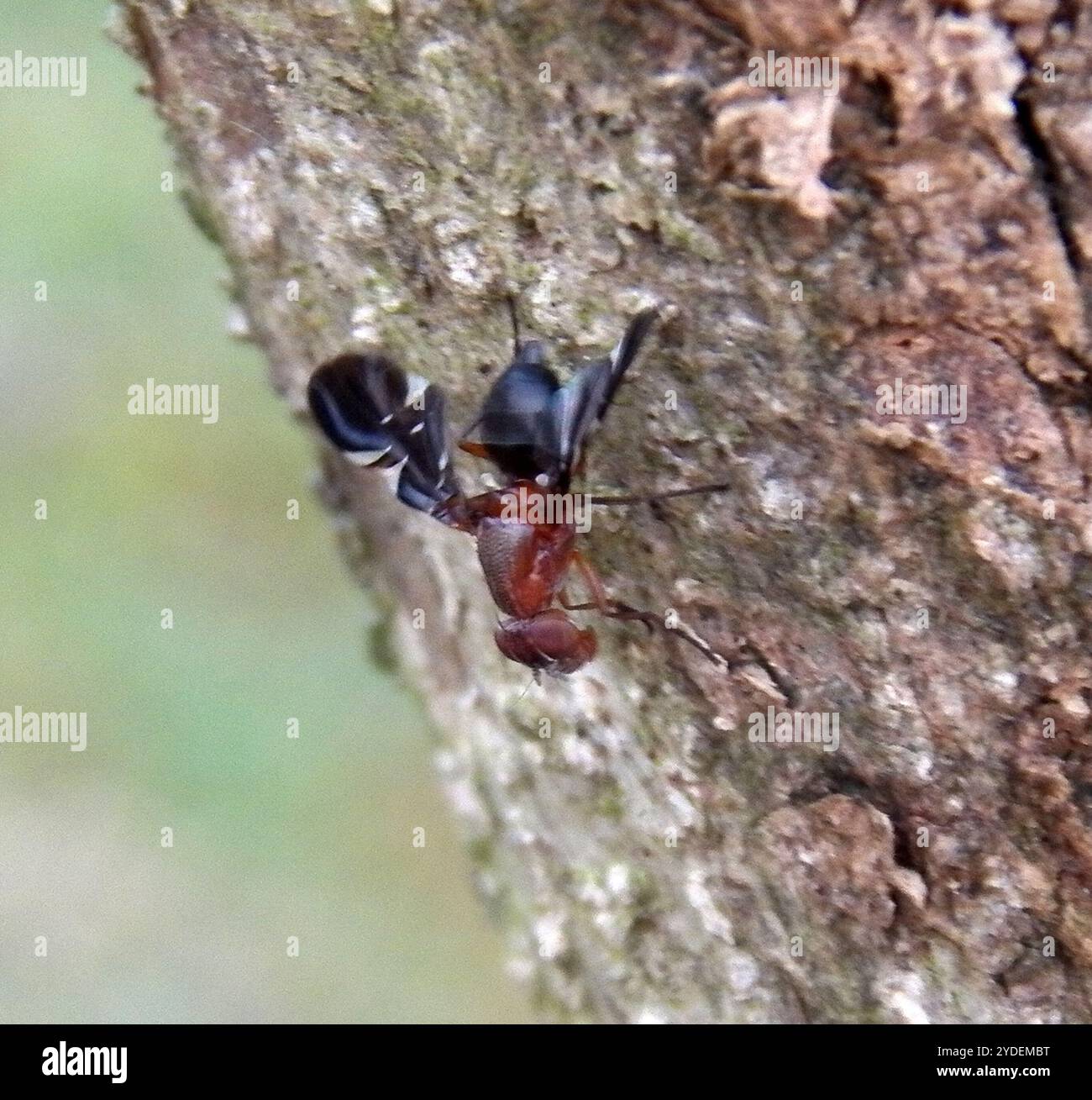 Common Picture-winged Fly (Delphinia picta Stock Photo - Alamy