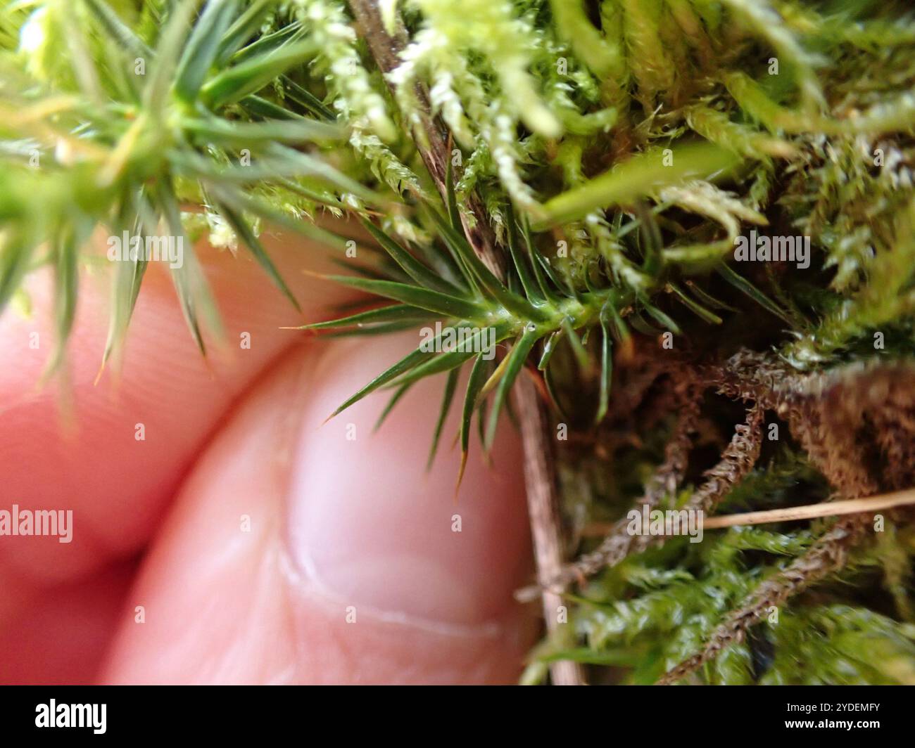 juniper haircap moss (Polytrichum juniperinum Stock Photo - Alamy