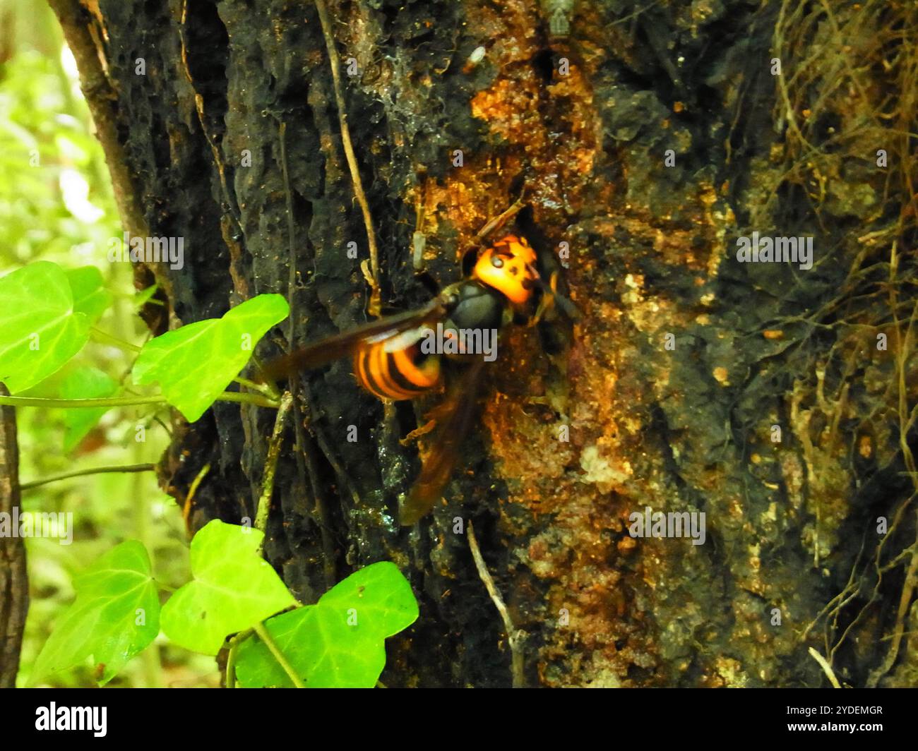 Japanese Giant Hornet (Vespa mandarinia japonica Stock Photo - Alamy