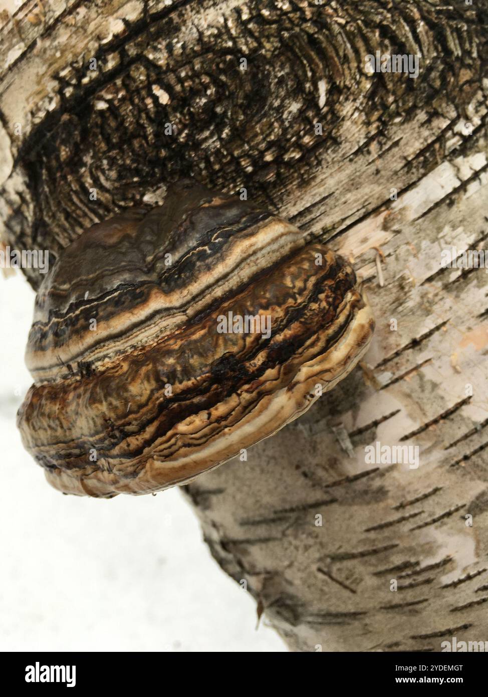 Hoof Fungus (Fomes fomentarius Stock Photo - Alamy