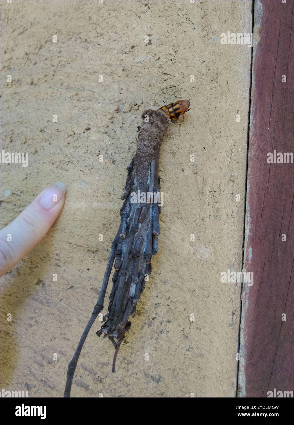 Saunder's Case Moth (Metura elongatus Stock Photo - Alamy