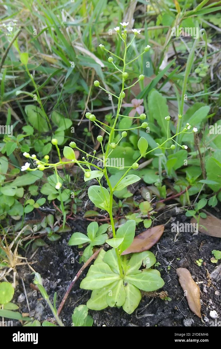 seaside brookweed (Samolus parviflorus Stock Photo - Alamy