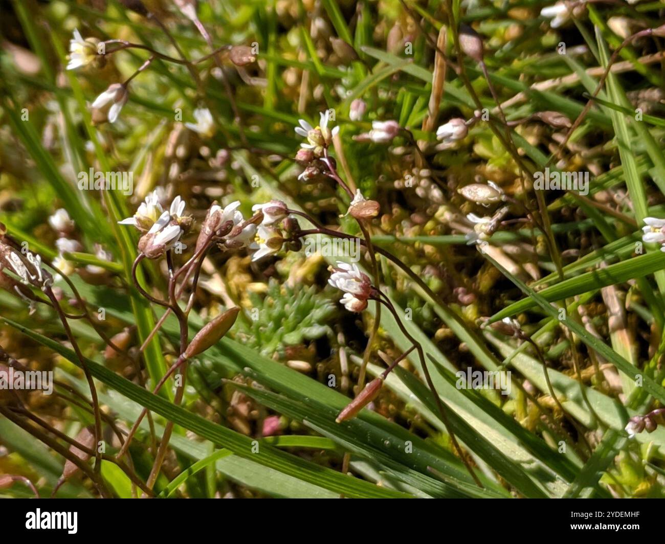 Common Whitlowgrass (Draba verna Stock Photo - Alamy
