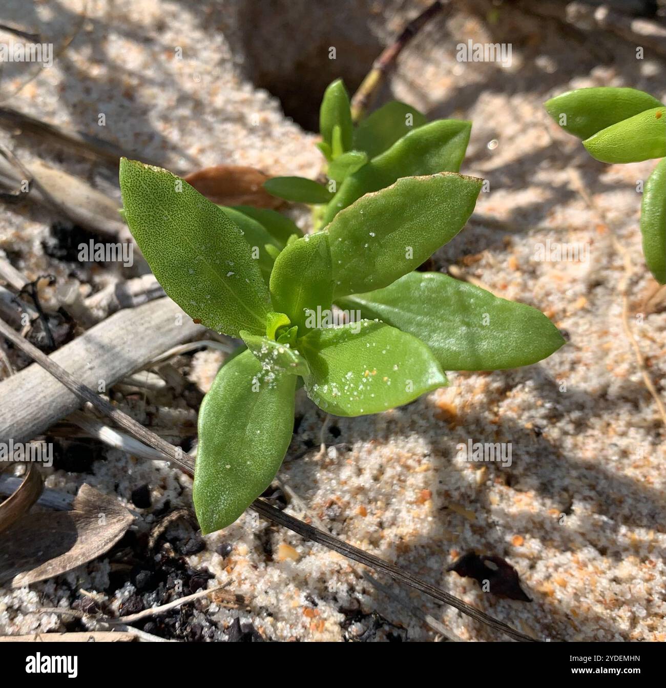 Dune Marsh-elder (Iva imbricata Stock Photo - Alamy