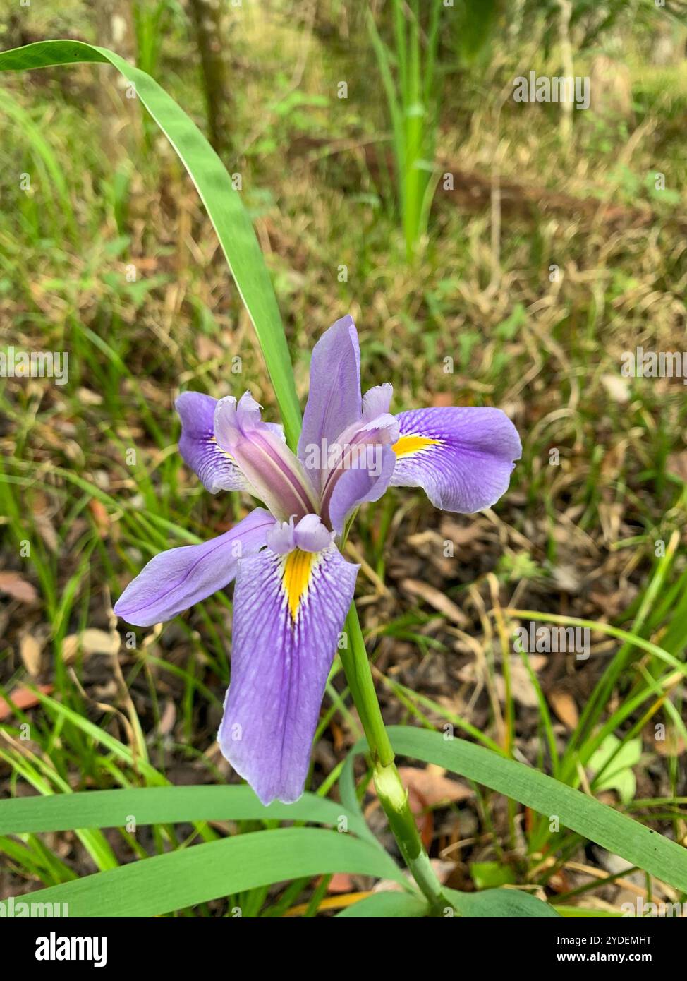 Prairie Iris (Iris savannarum Stock Photo - Alamy