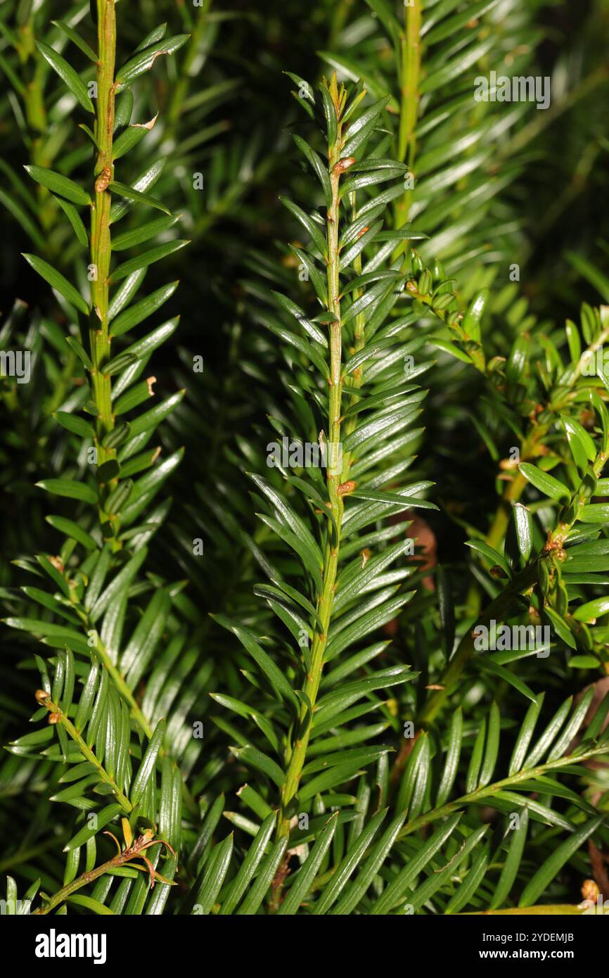common yew (Taxus baccata Stock Photo - Alamy