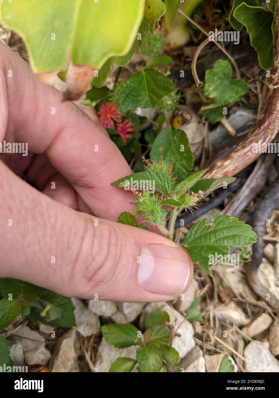 Field Copperleaf (Acalypha arvensis Stock Photo - Alamy