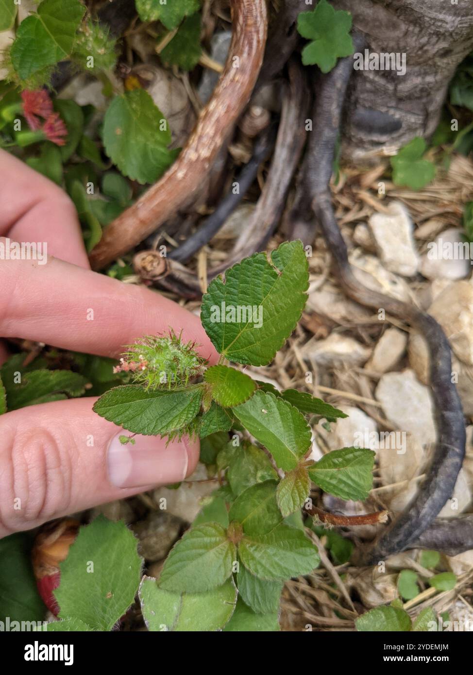 Field Copperleaf (Acalypha arvensis Stock Photo - Alamy