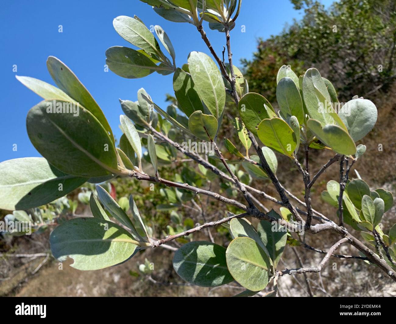 Green Buttonwood (Conocarpus erectus Stock Photo - Alamy