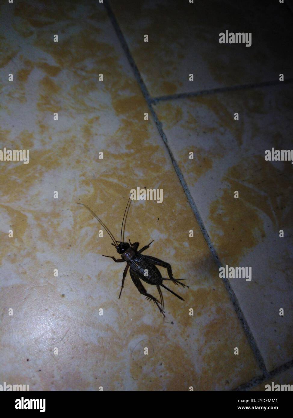 Wood Cricket (Nemobius sylvestris Stock Photo - Alamy