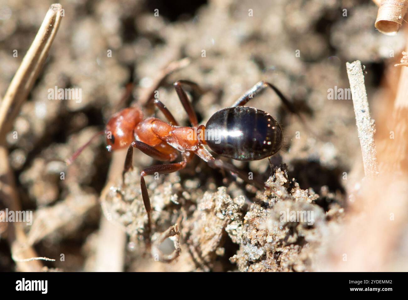 Allegheny Mound Ant (Formica exsectoides Stock Photo - Alamy