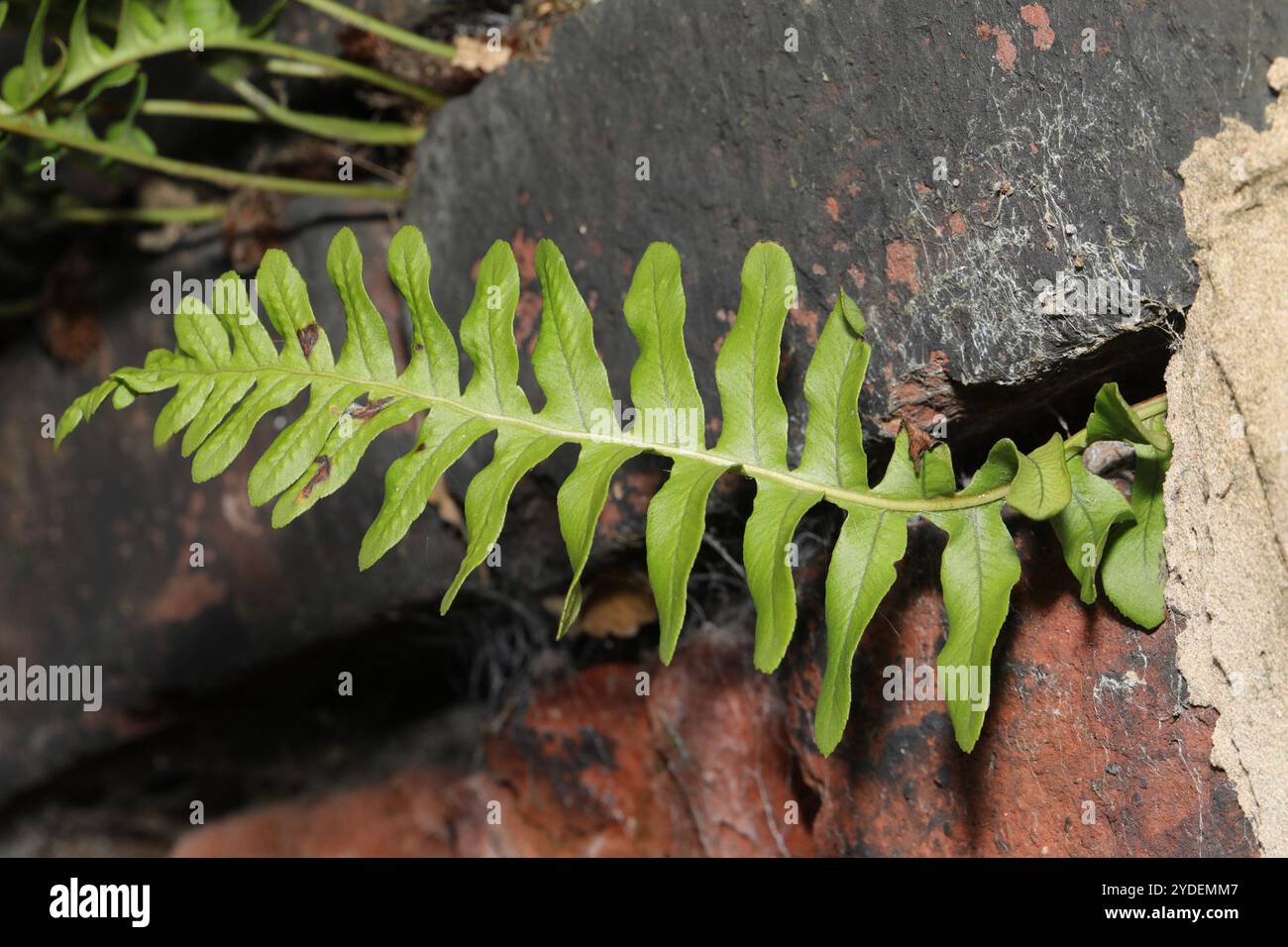 common polypody (Polypodium vulgare Stock Photo - Alamy