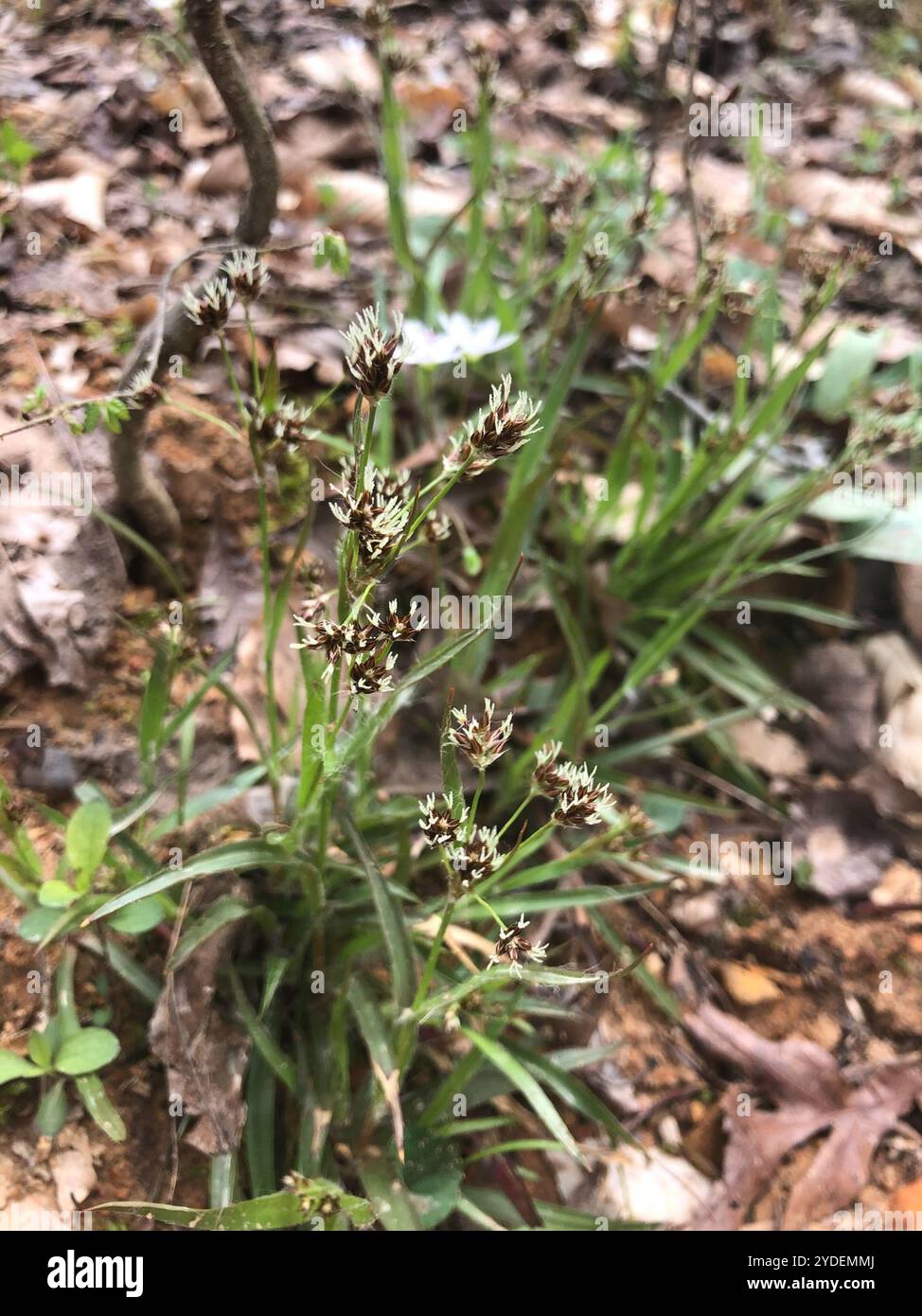 Hedgehog Woodrush (Luzula echinata Stock Photo - Alamy