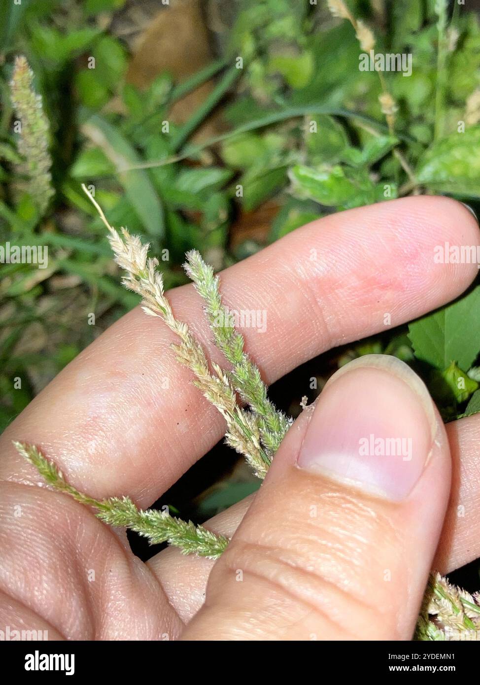 Gophertail Lovegrass (Eragrostis ciliaris Stock Photo - Alamy