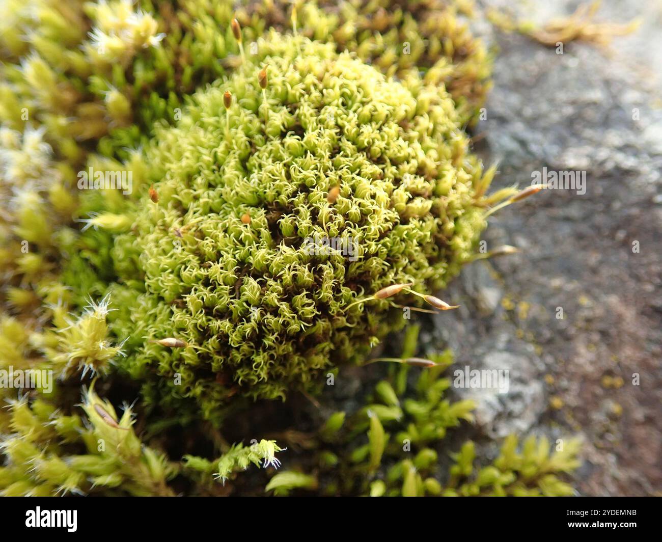 mountain pincushion (Hymenoloma crispulum Stock Photo - Alamy