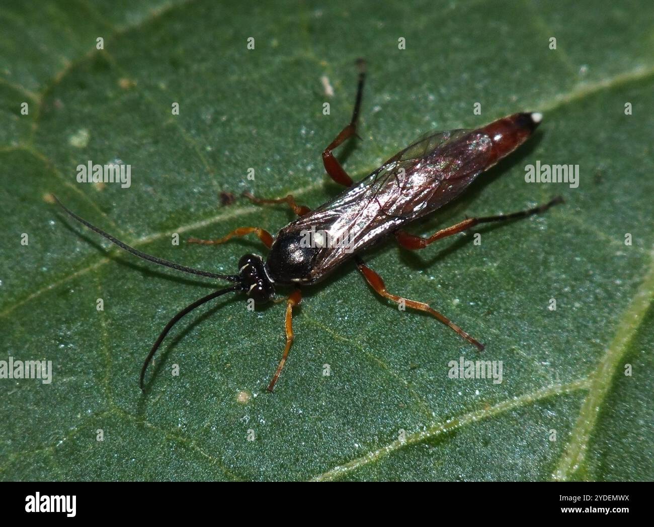 Ichneumonid Wasps (Ichneumonidae Stock Photo - Alamy