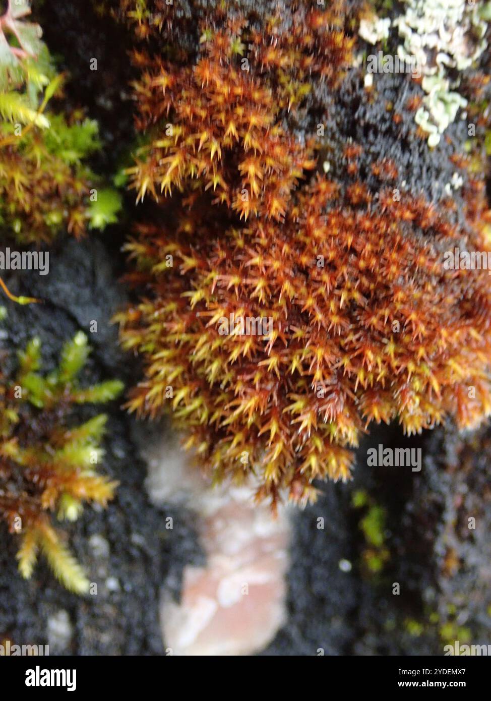 Papillose Bloom Moss (Schistidium papillosum Stock Photo - Alamy
