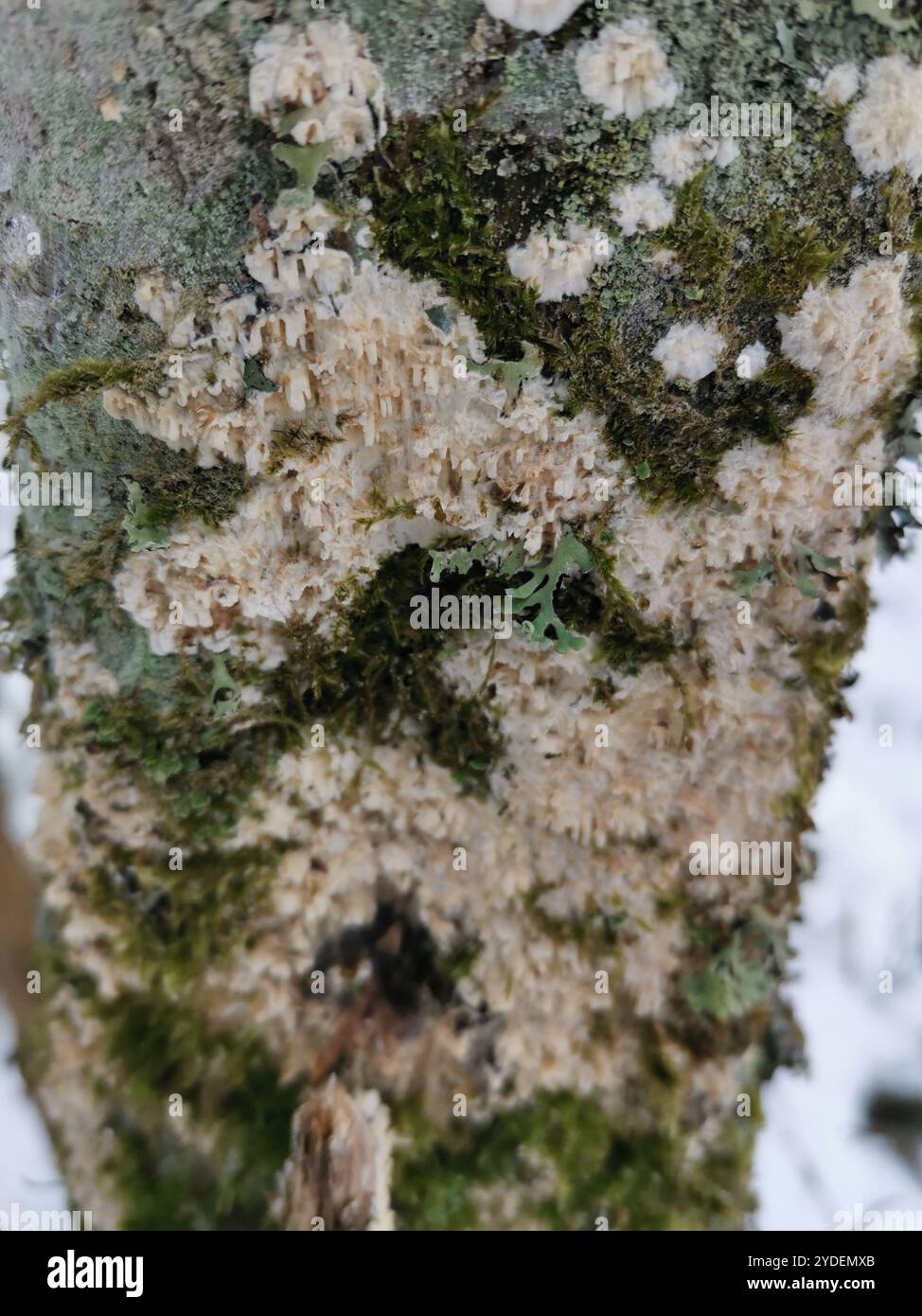 Milk-white Toothed Polypore (Irpex lacteus Stock Photo - Alamy