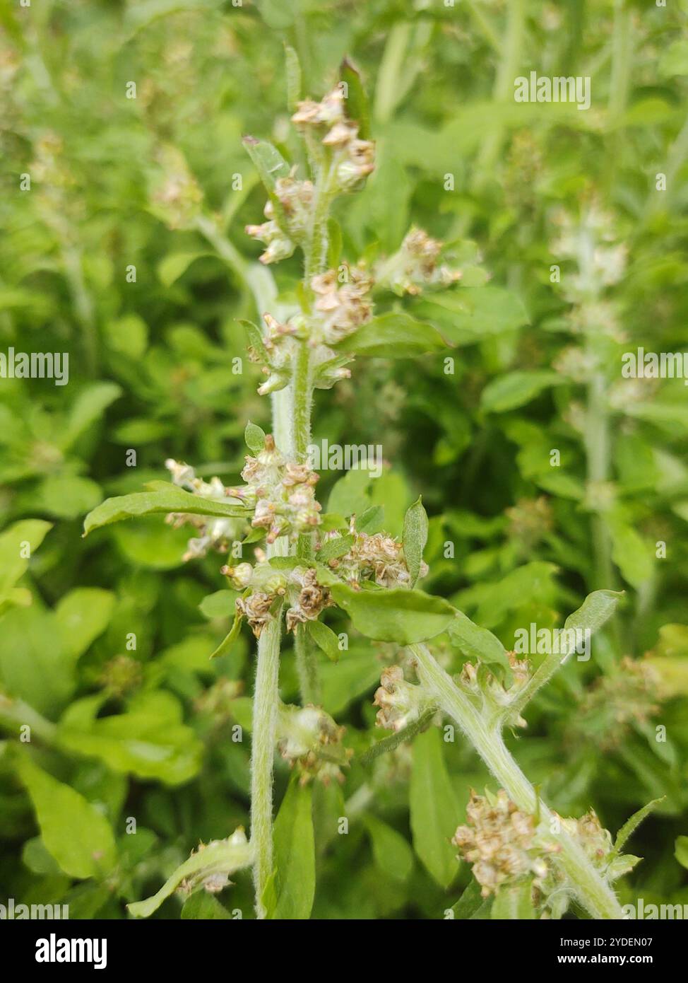 Pennsylvania Cudweed (Gamochaeta pensylvanica Stock Photo - Alamy