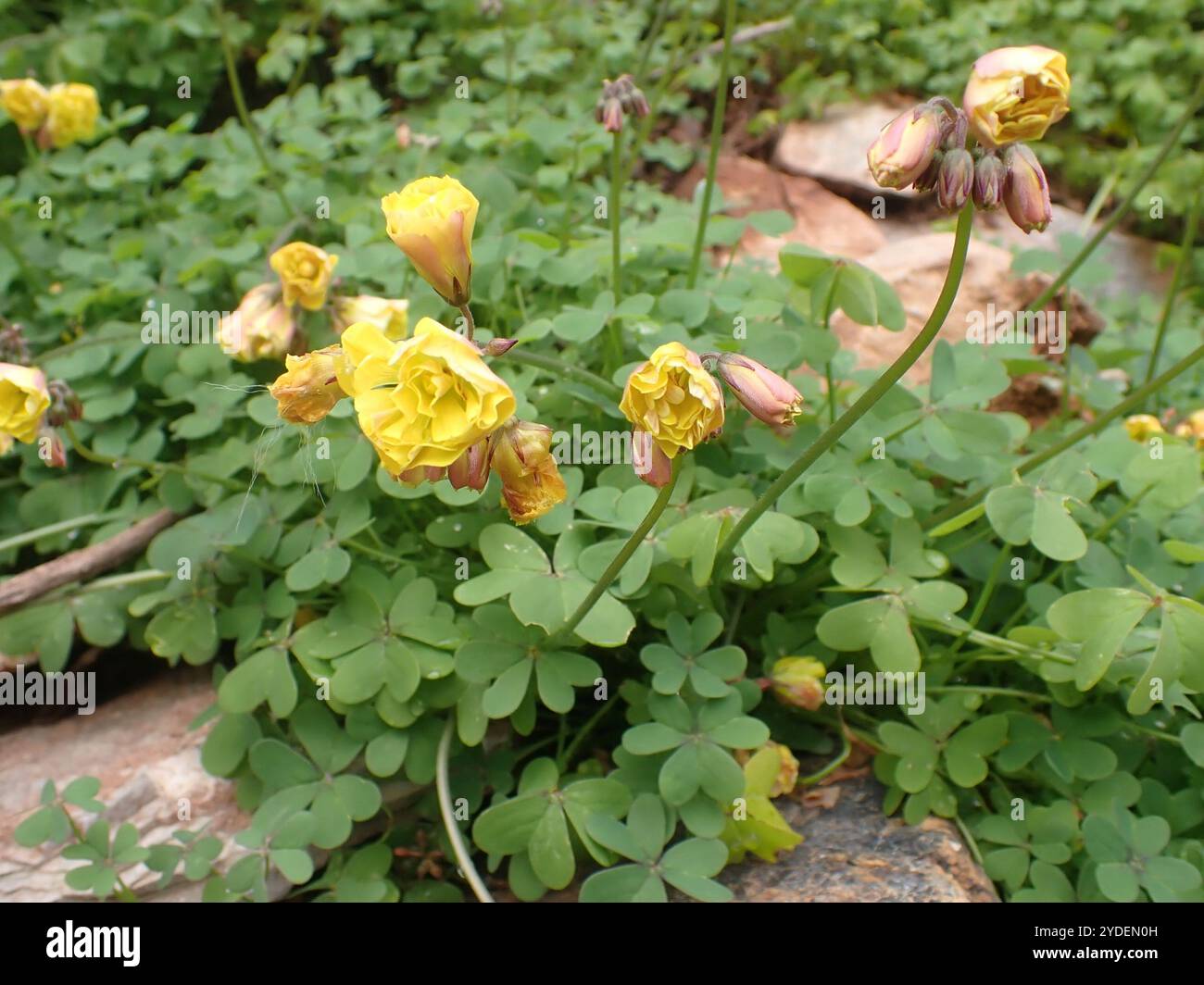 Doubled Goatfoot Sorrel (Oxalis pes-caprae pleniflora Stock Photo - Alamy
