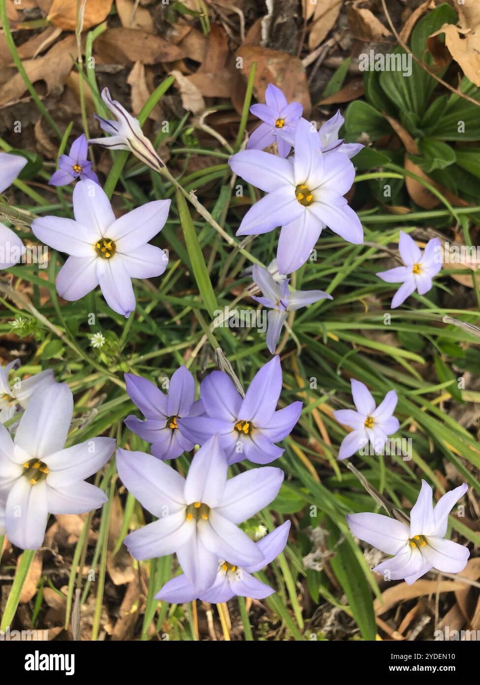 Spring starflower (Ipheion uniflorum Stock Photo - Alamy