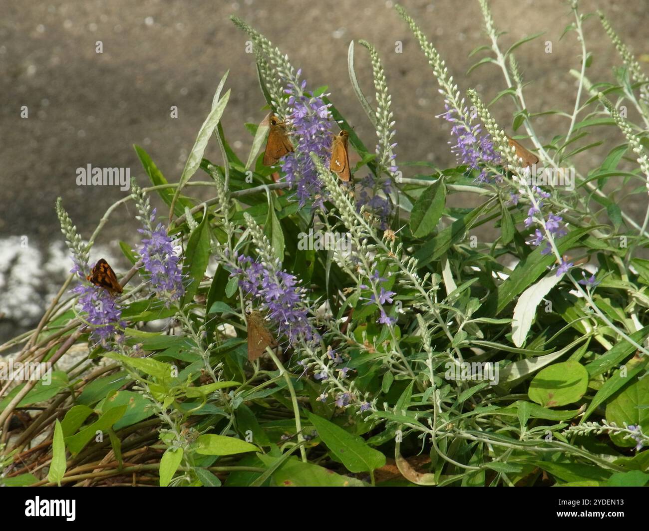 Common Straight Swift (Parnara guttata Stock Photo - Alamy