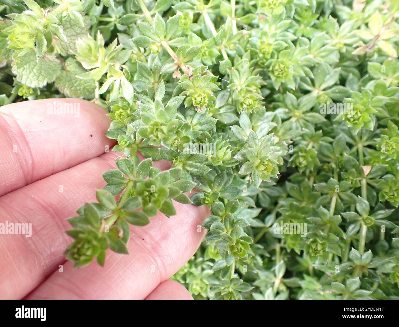white bedstraw (Galium album Stock Photo - Alamy