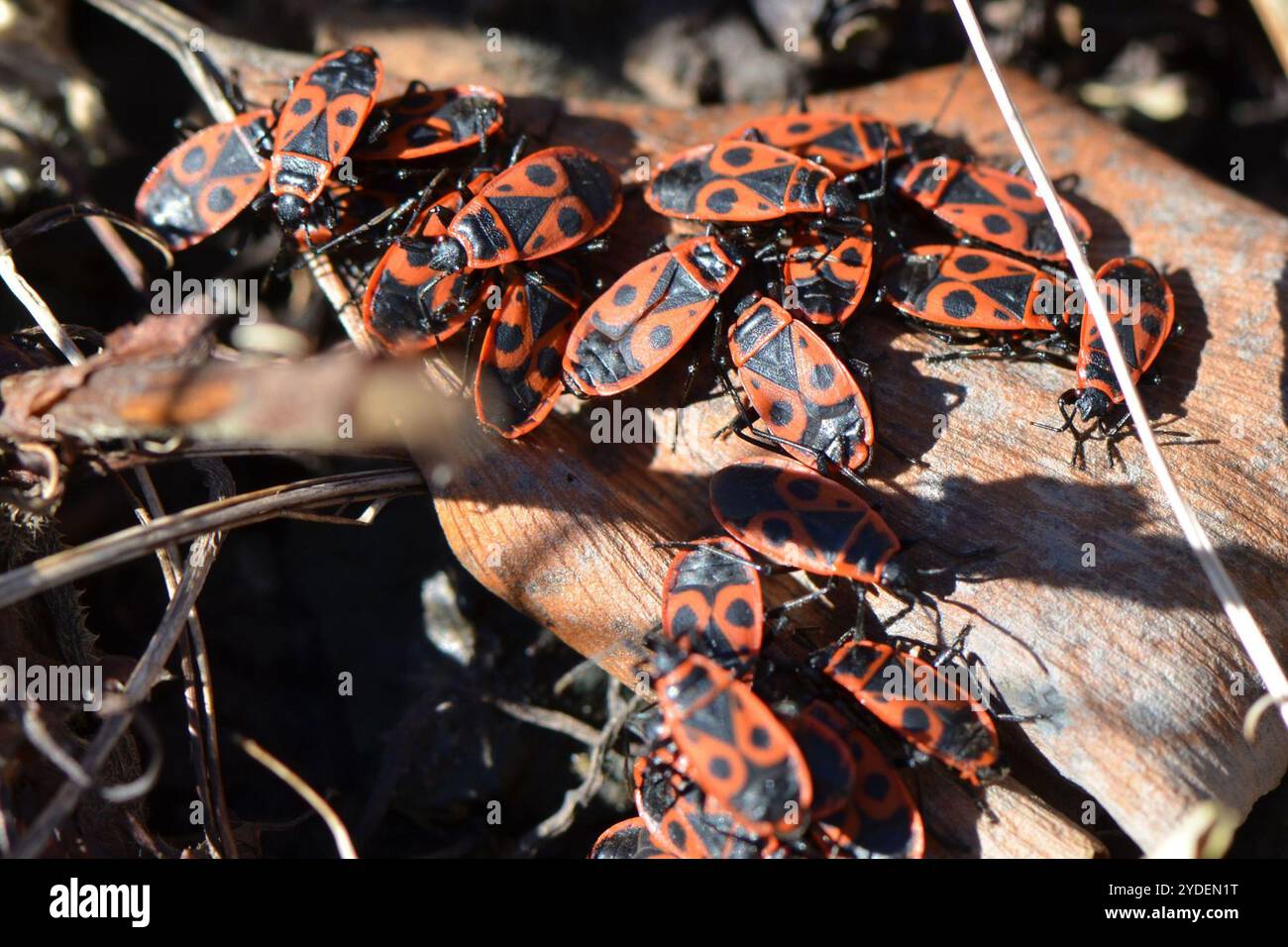 European Firebug (Pyrrhocoris apterus Stock Photo - Alamy