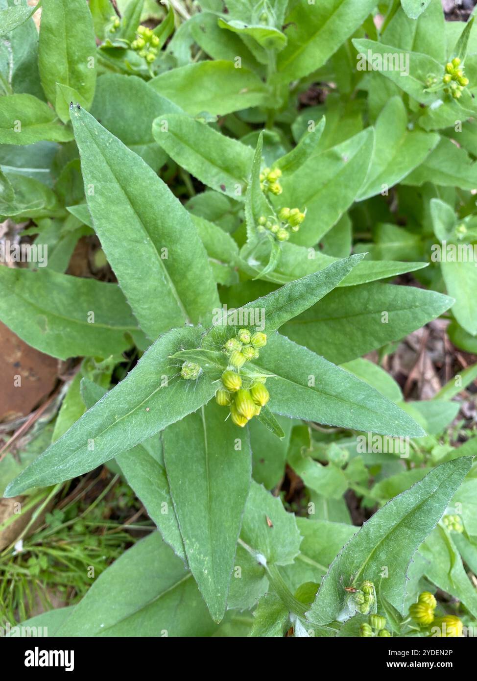 Texas ragwort (Senecio ampullaceus Stock Photo - Alamy