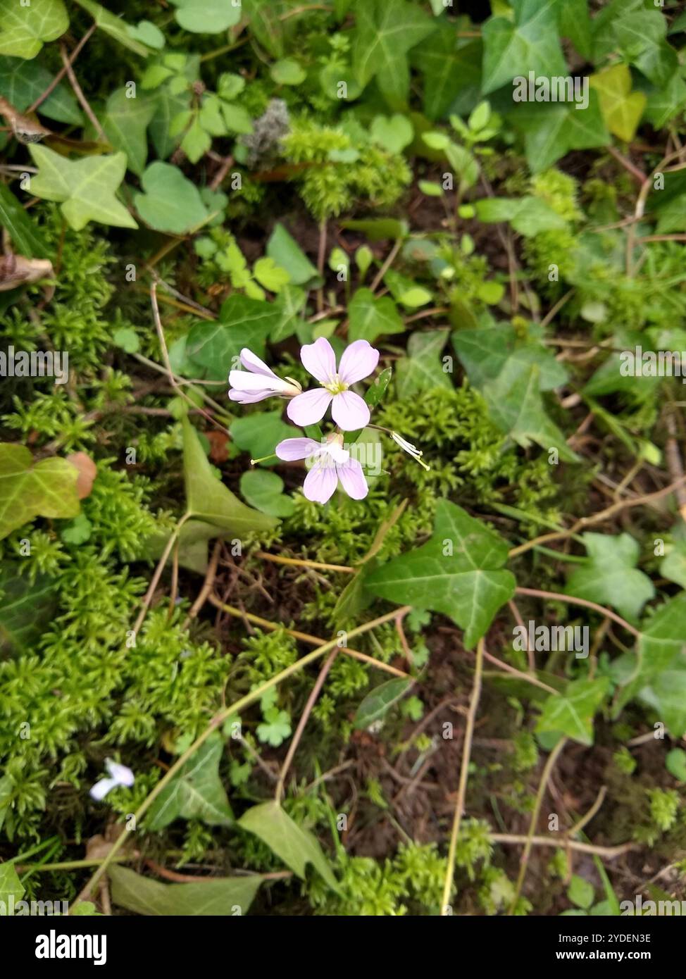 Nuttall's toothwort (Cardamine nuttallii Stock Photo - Alamy