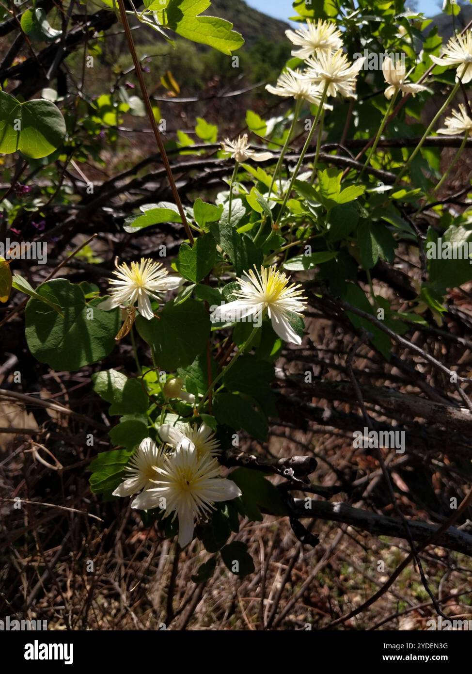 Pipestem Clematis (Clematis lasiantha Stock Photo - Alamy